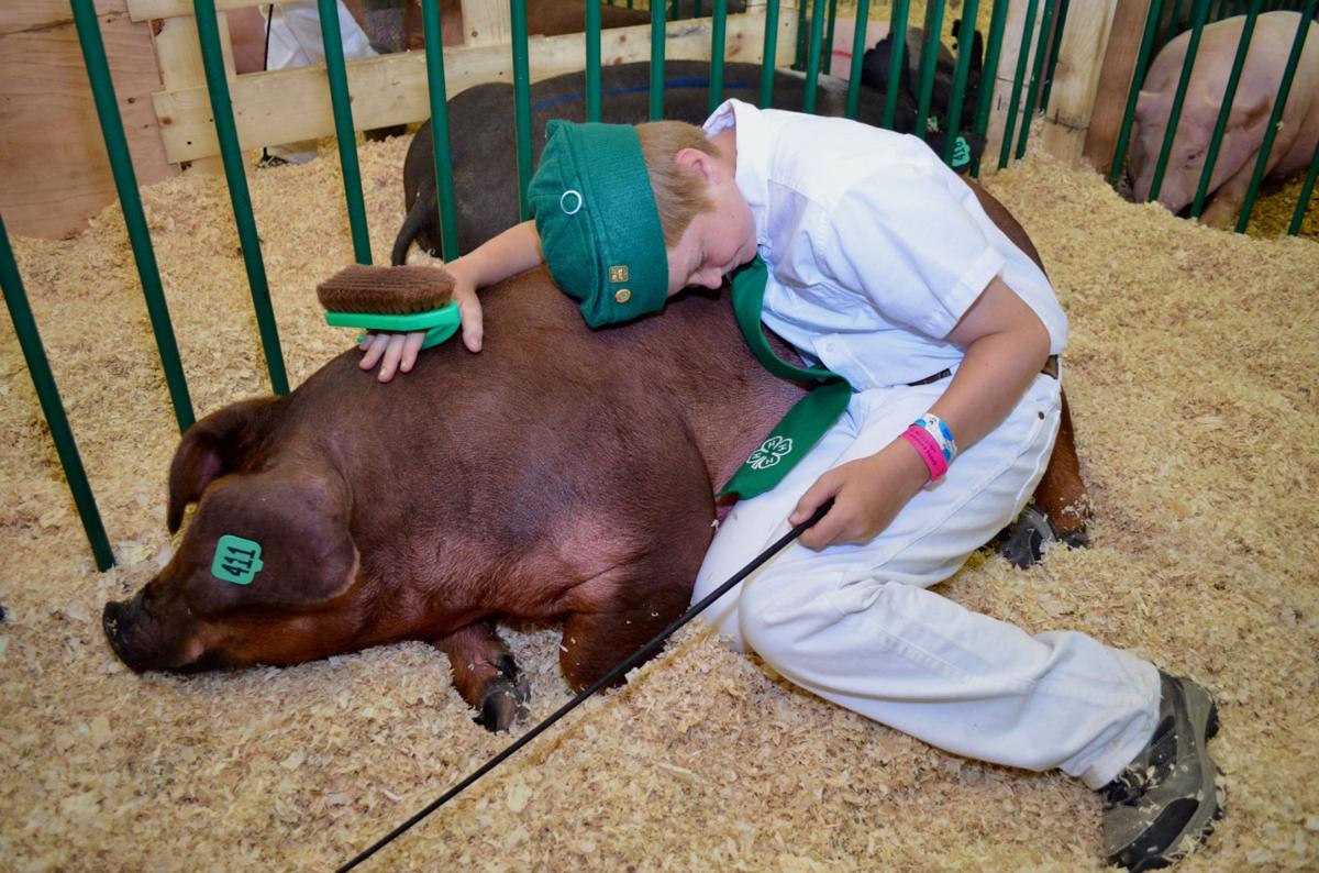 Youths who raised pigs get emotional at Santa Barbara County Fair ...