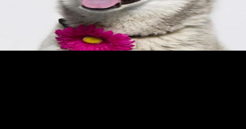 CAPA Pet of the Week: Nala | Lifestyles | santamariatimes.com