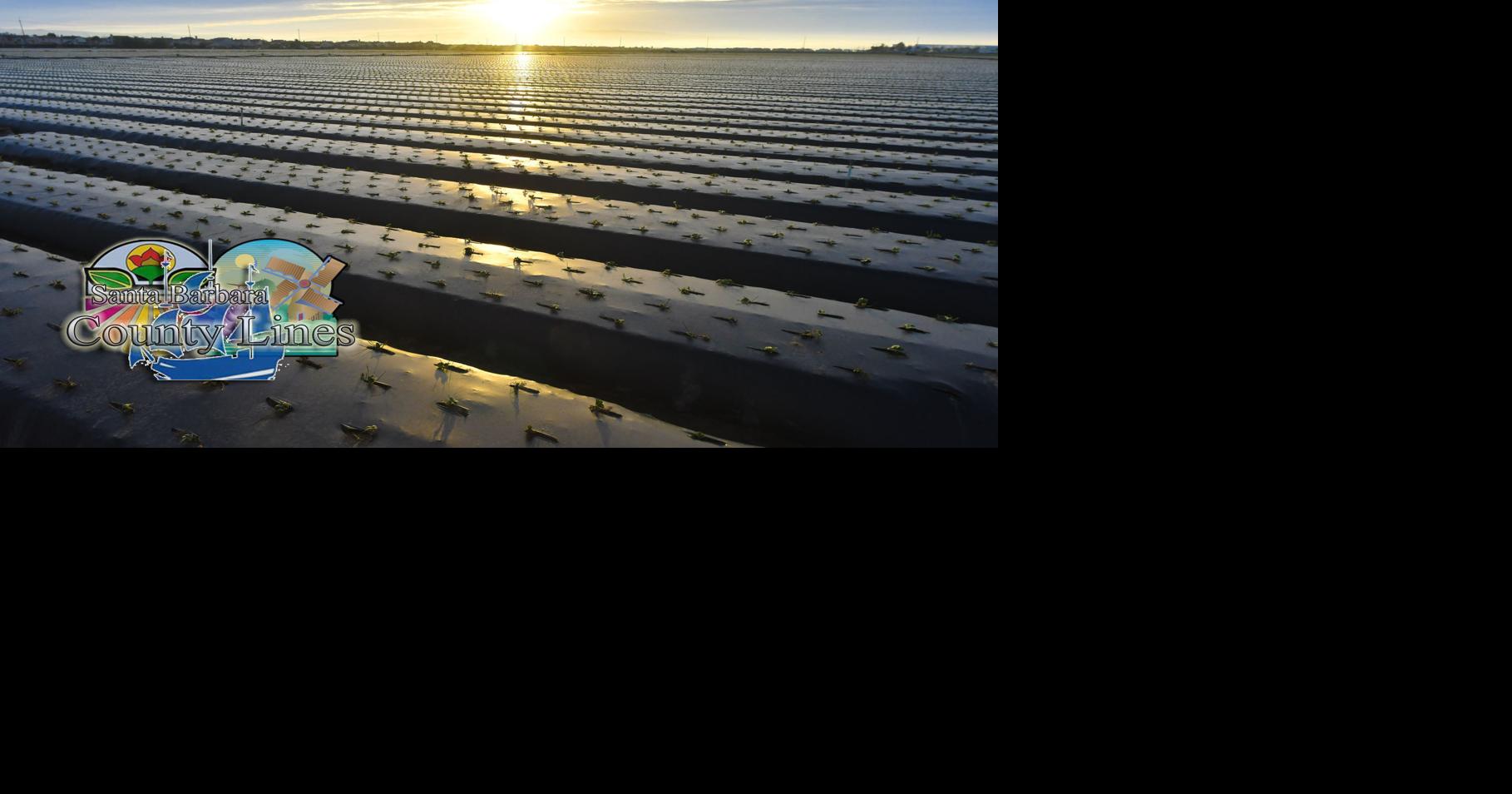 County Lines: Orcutt man arrested on suspicion of drug, ammunition ...