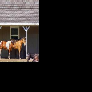 Debbie Roberts Loucks: Three-second rule of horse training | Columnist ...