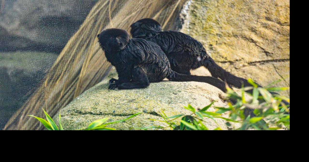 Santa Barbara Zoo welcomes set of Goeldi’s monkeys from Massachusetts ...