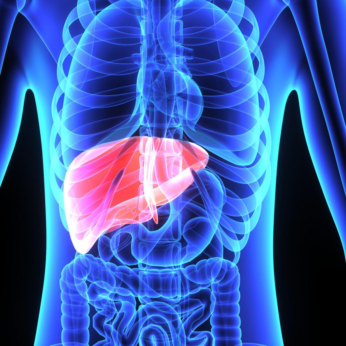Researchers test bioartificial liver device to treat acute liver ...