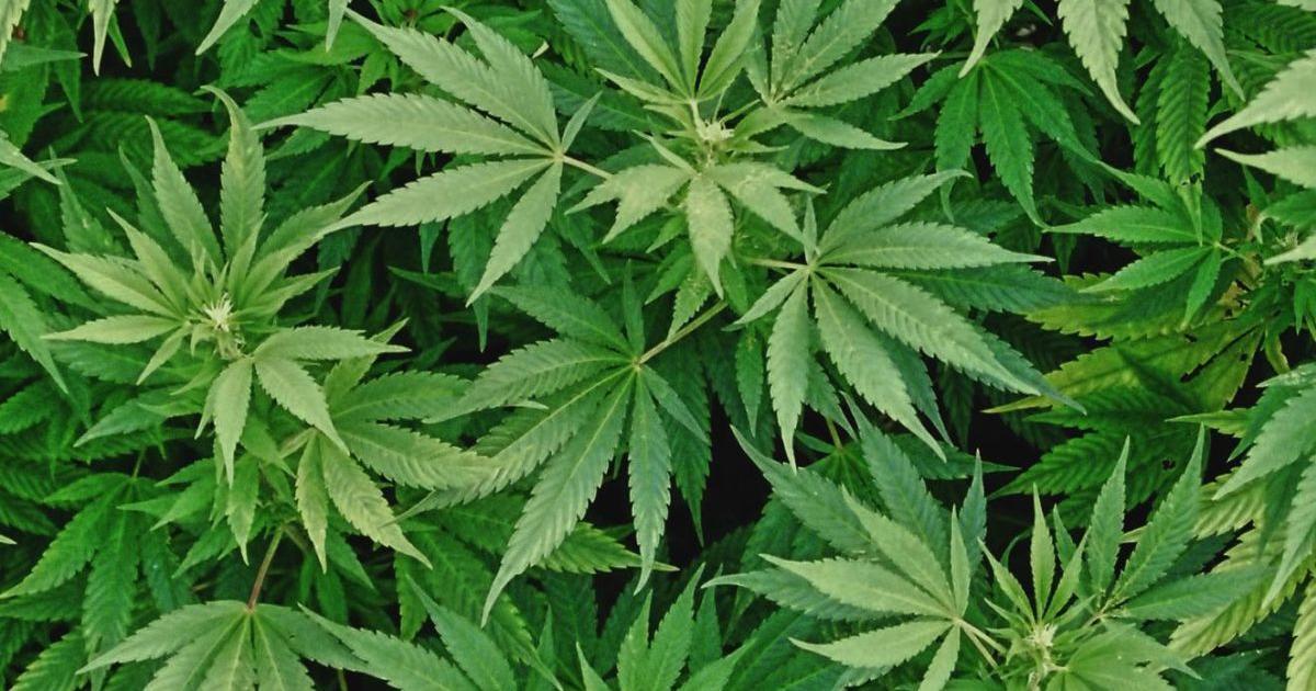 Marijuana meeting in Santa Maria seeks public input on issues from ...