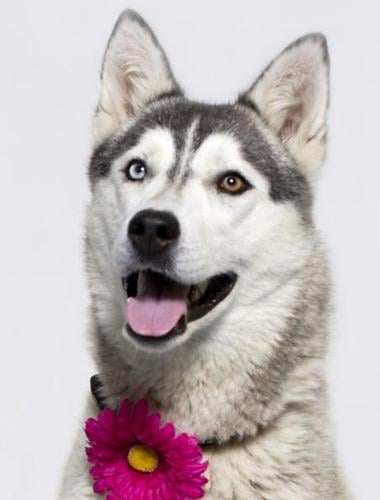 CAPA Pet of the Week: Nala | Lifestyles | santamariatimes.com