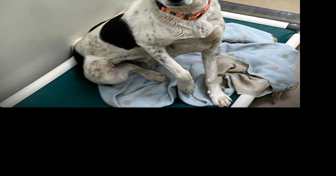 County animal services asks residents to foster, adopt a dog during ...