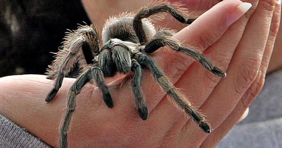 Neal Taylor Nature Center hosting 'creepy creatures' Halloween event ...