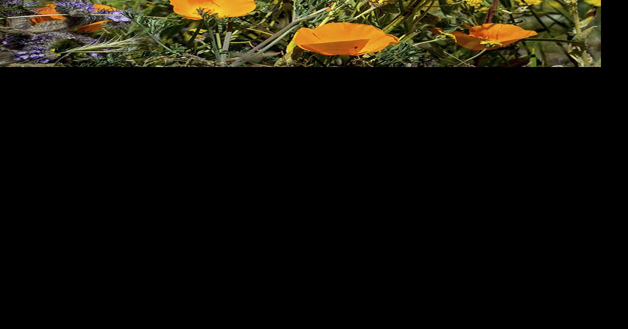 Special presentation slated for Dec. 11 at Solvang Library | Lifestyles ...