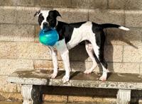 CAPA Pet of the Week: Rolley | Lifestyles | santamariatimes.com