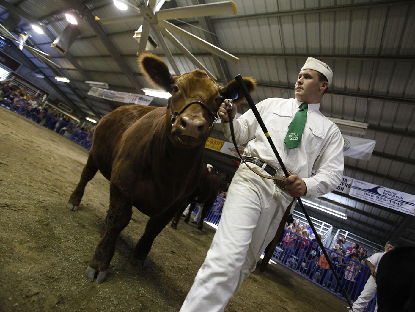 GALLERY: Santa Barbara County Fair livestock animals on show | Local ...