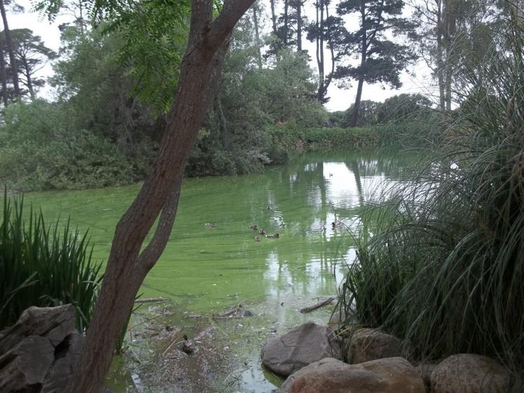 Waller Park History: Monkeys and peacocks and a bear, oh my ...