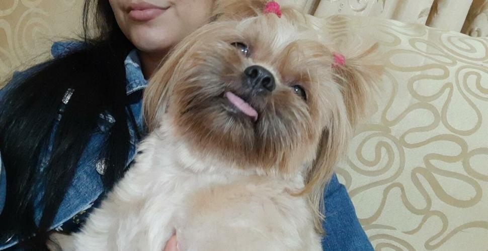 Here's what to do if your dog has seizures | Ask Dr. Kait ...