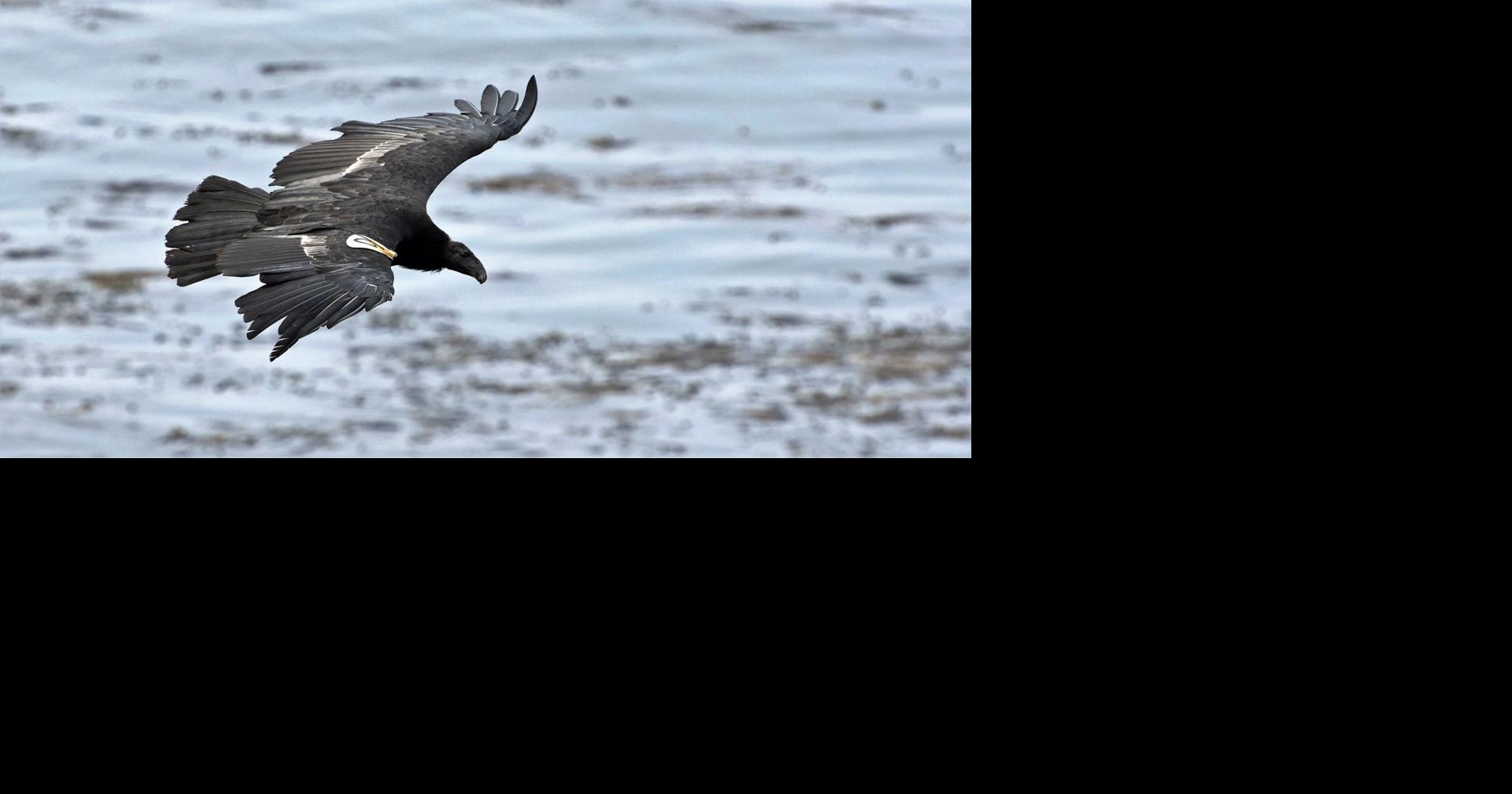 John Lindsey: Once nearly extinct, California condor now thrives in the ...