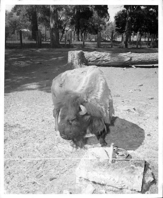 Waller Park History: Monkeys and peacocks and a bear, oh my ...