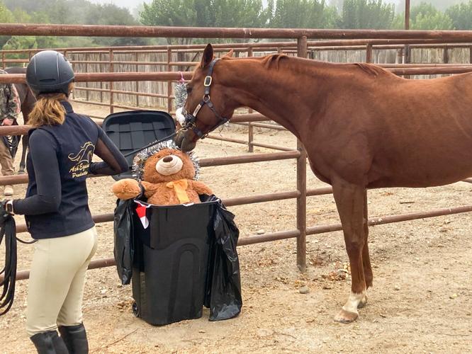 Debbie Roberts Loucks: How to desensitize an anxious horse | Columnist ...