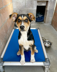 Llegan 4 astronautas a la Estación Espacial Internacional en reemplazo ...