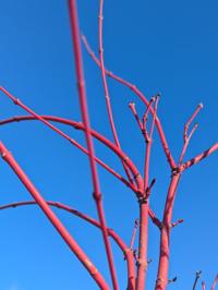 Hornets post 119-115 win over young Wizards, whose starting 5 had an ...