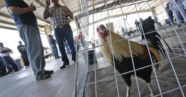 Annual gamefowl show at SM Fairpark | Local News | santamariatimes.com