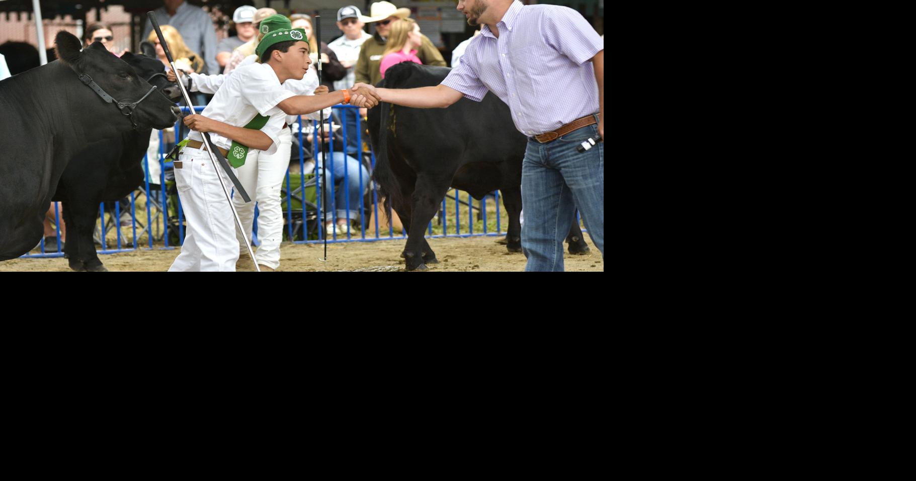 Cows having a cow at the County Fair | Features | santamariatimes.com