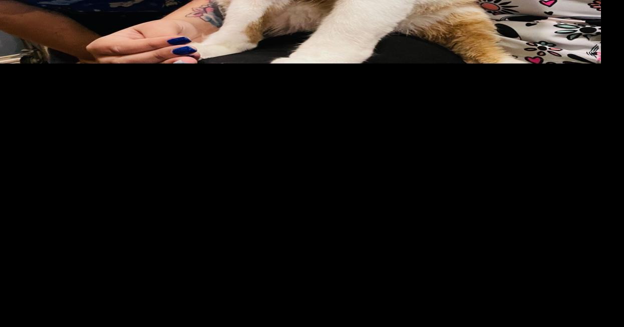 Ask Dr. Kait: Stockholm’s journey — what we learned | Lifestyles ...