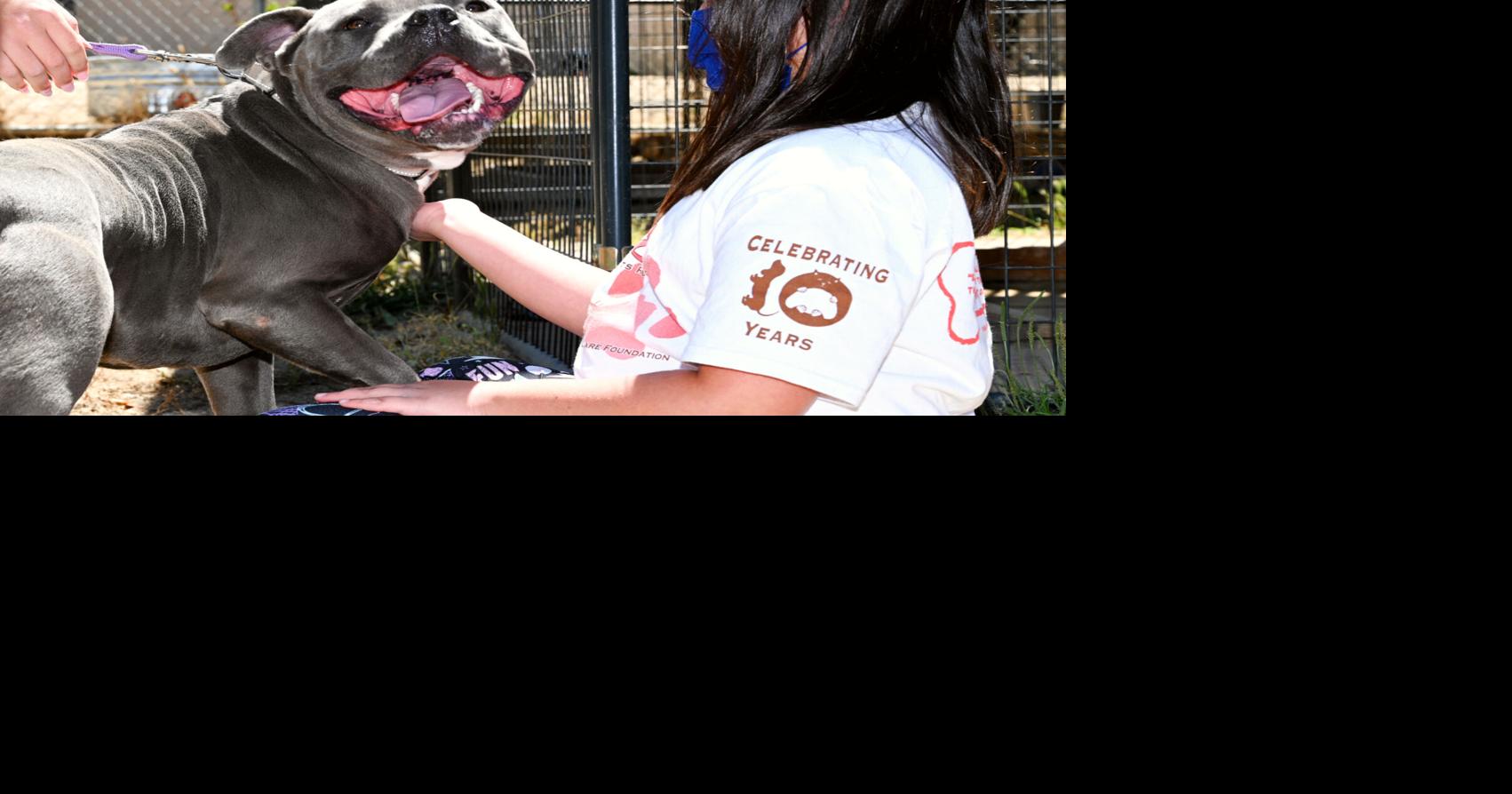 Up for a 'doggie day trip?' Animal shelter promotes short-term ...