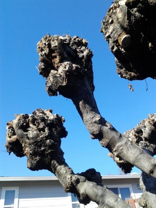 Pollarding is extreme tree pruning | Columnist | santamariatimes.com