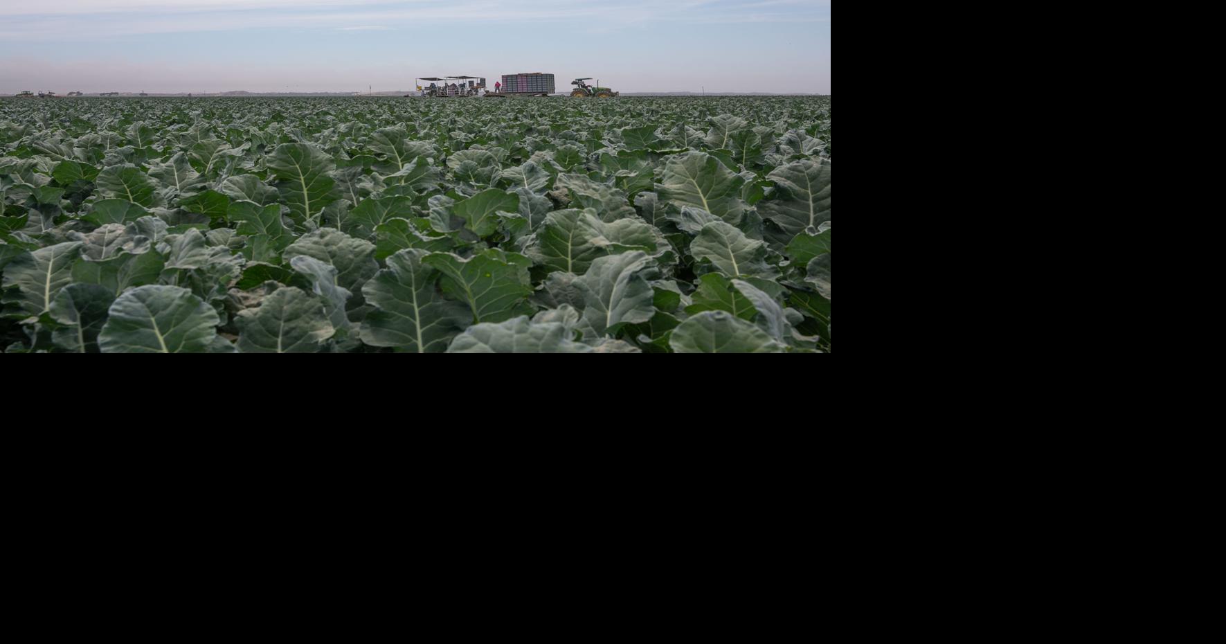 Strawberries still king, but broccoli No. 2 crop in Santa Barbara ...