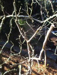 Young Indomitable Lions bring hope back to Cameroon after turmoil of ...