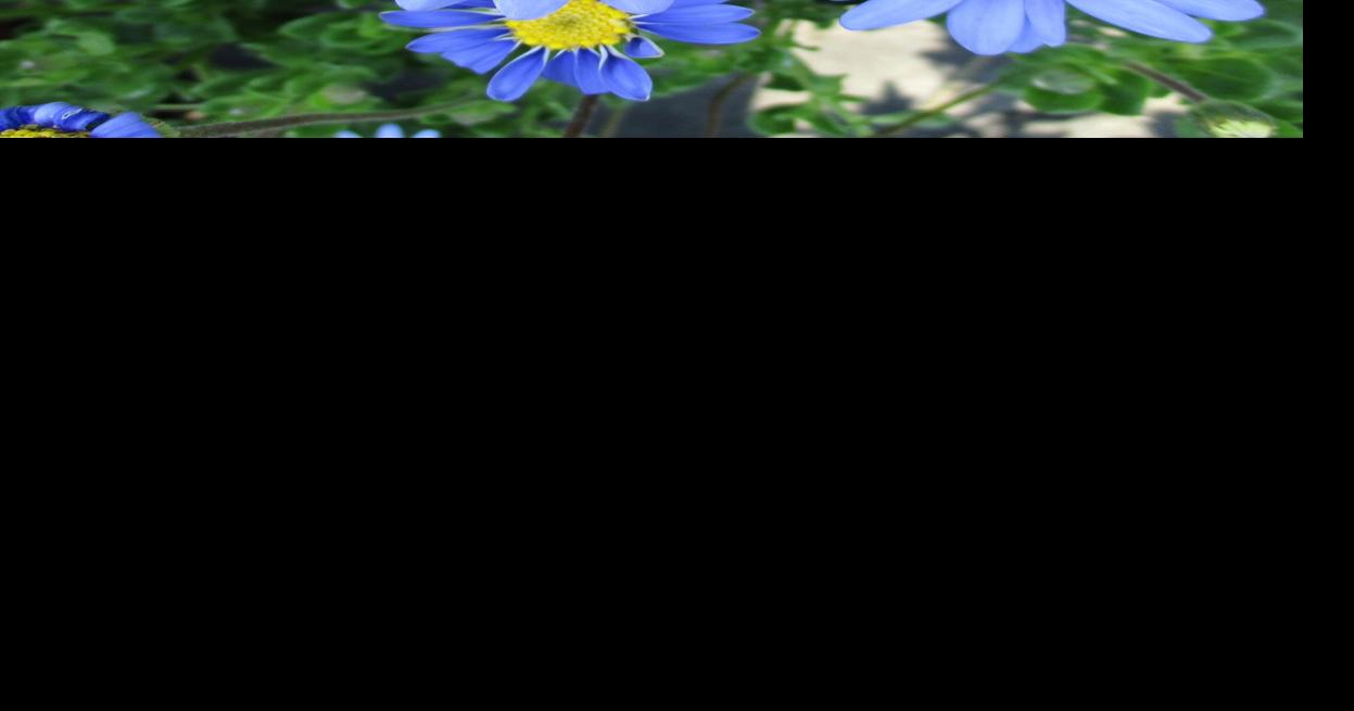 Highlight: Blue marguerite | Columnist | santamariatimes.com