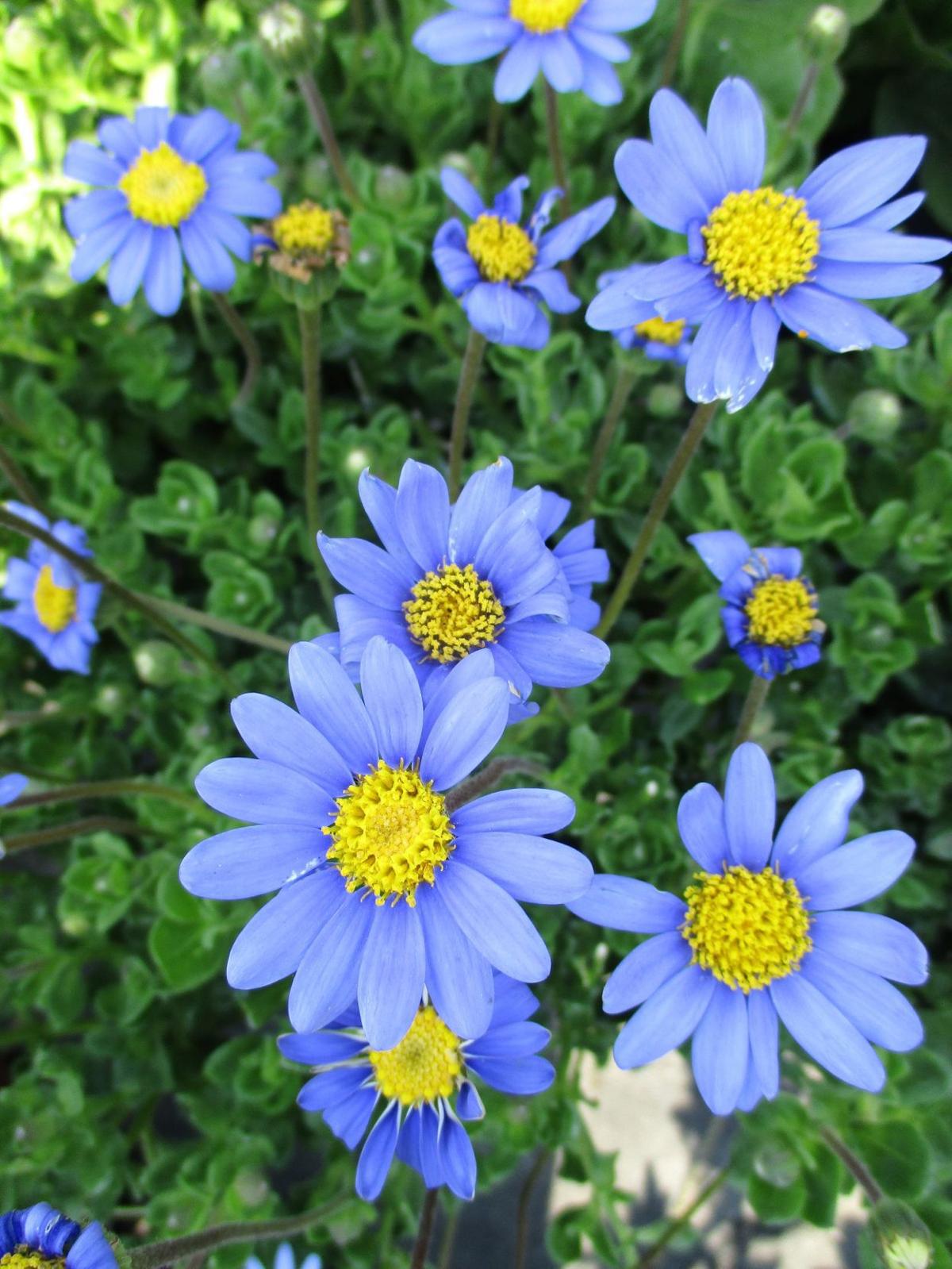 Highlight: Blue marguerite | Lifestyles | santamariatimes.com