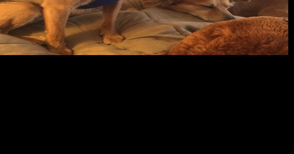 CCSPCA Pet of the Week -- JJ | Lifestyles | santamariatimes.com