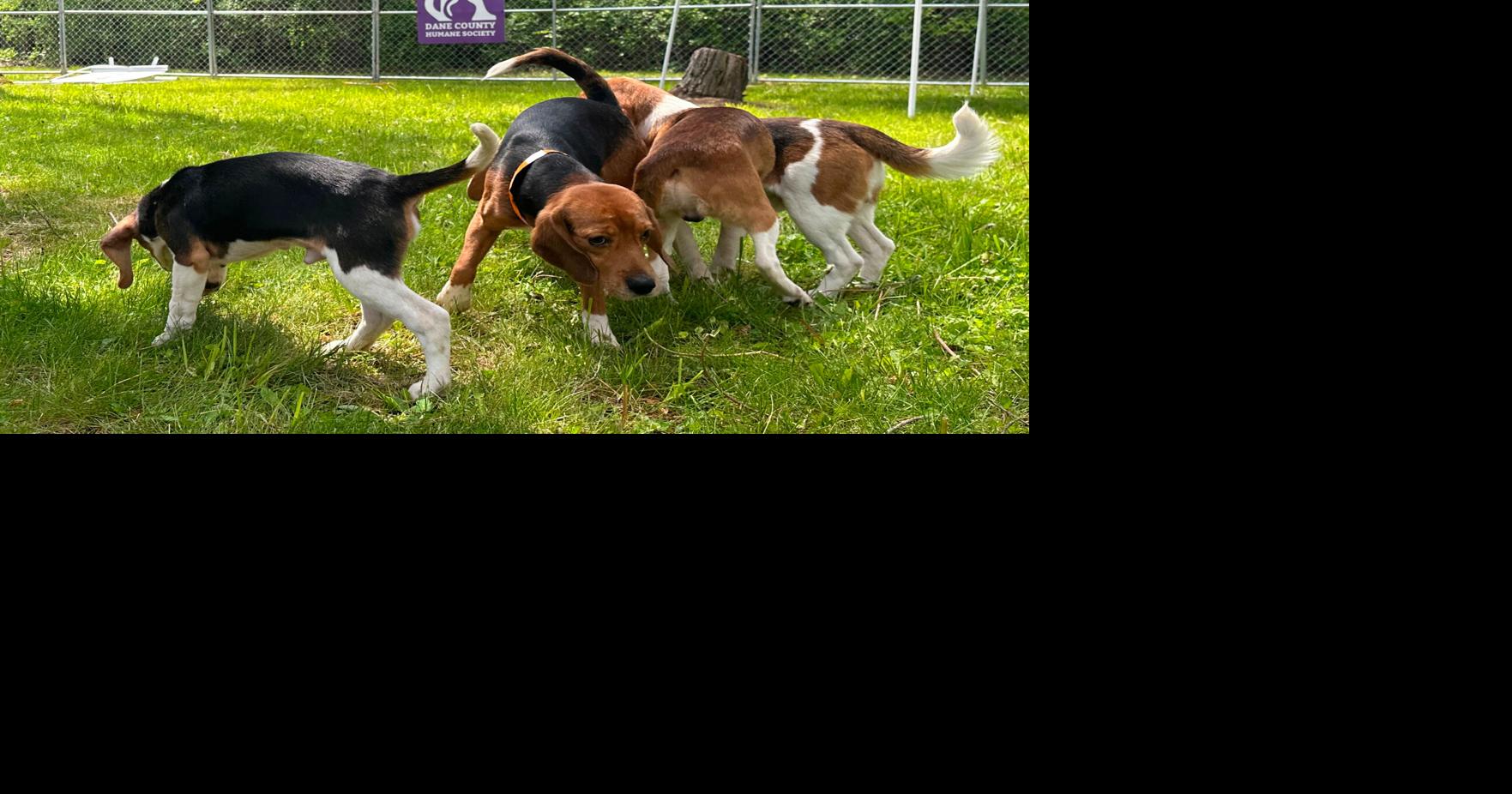 Cierra granja de beagles en Wisconsin y cientos de perros irán a un ...