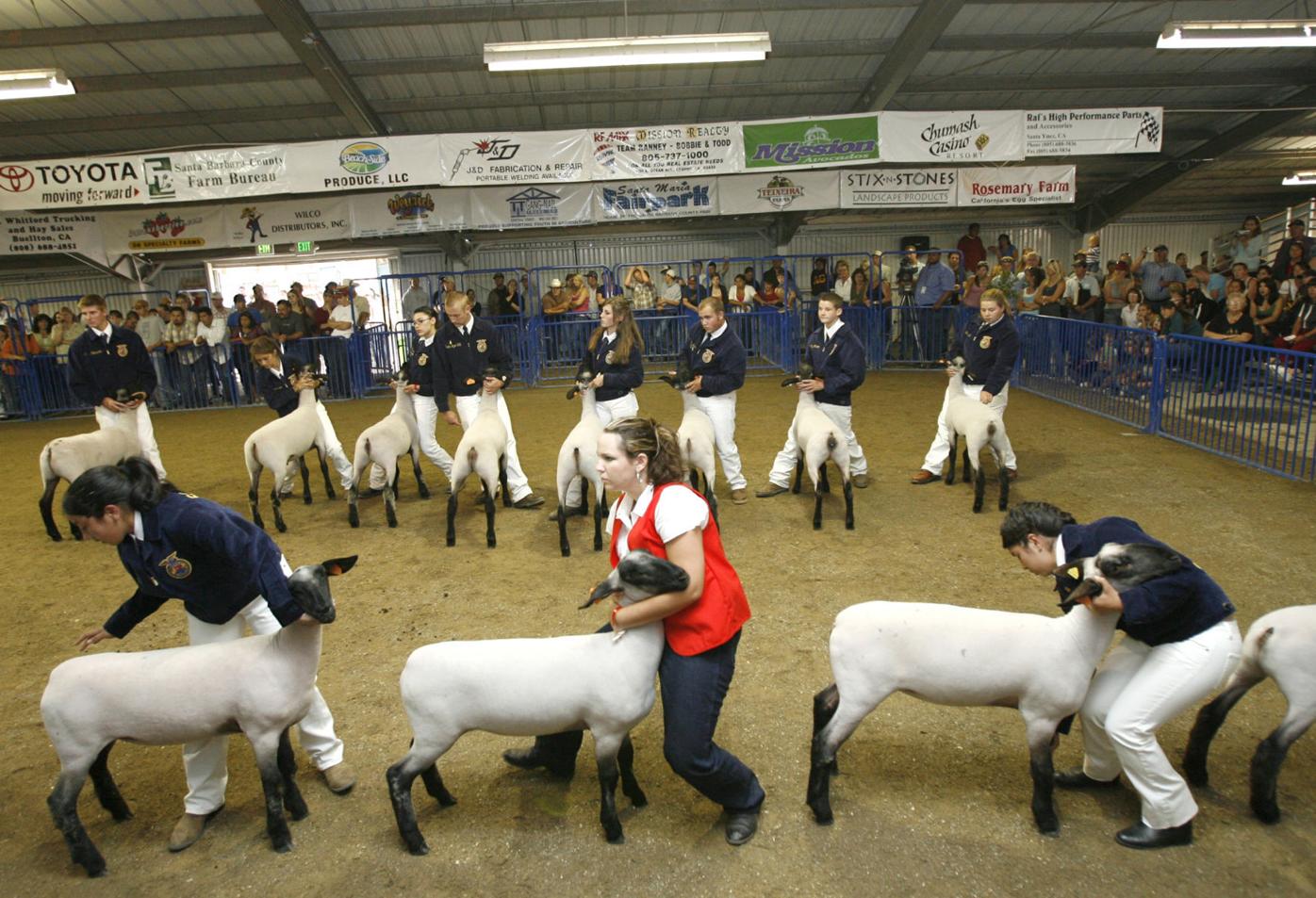 GALLERY: Santa Barbara County Fair livestock animals on show | Local ...