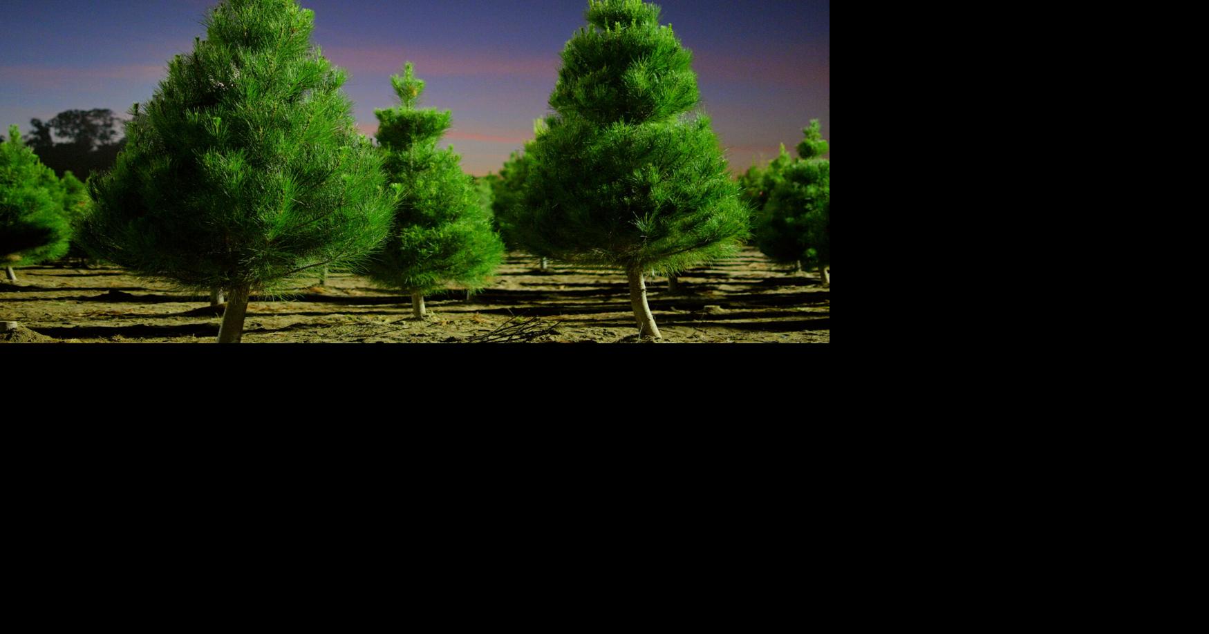 Photos: Holloway's Christmas Tree Farm in Nipomo celebrates 60 years of ...