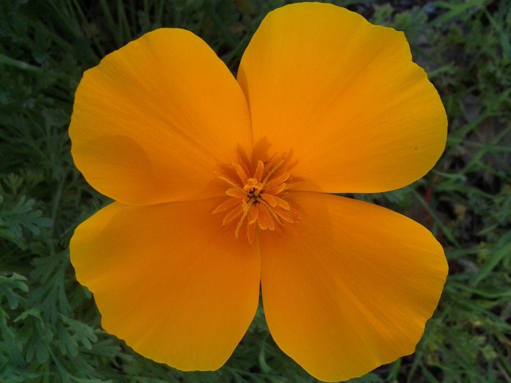 Steve Schulz: The California Poppy | Home & Garden | santamariatimes.com