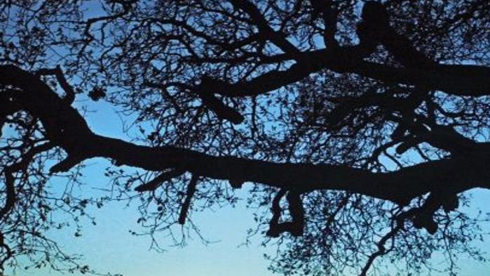 oak tree falls on runner