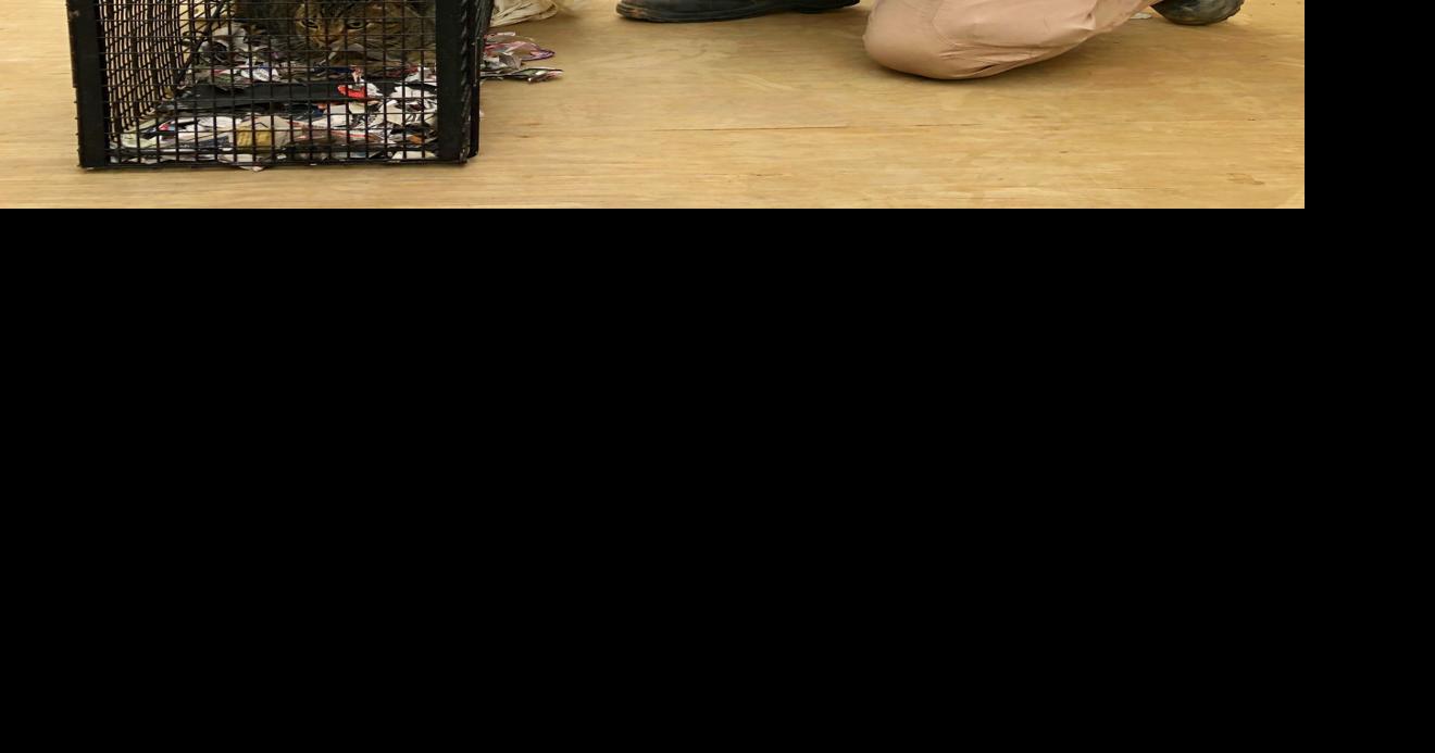 Deputies help Humane Society spring cat from Northern Branch Jail ...