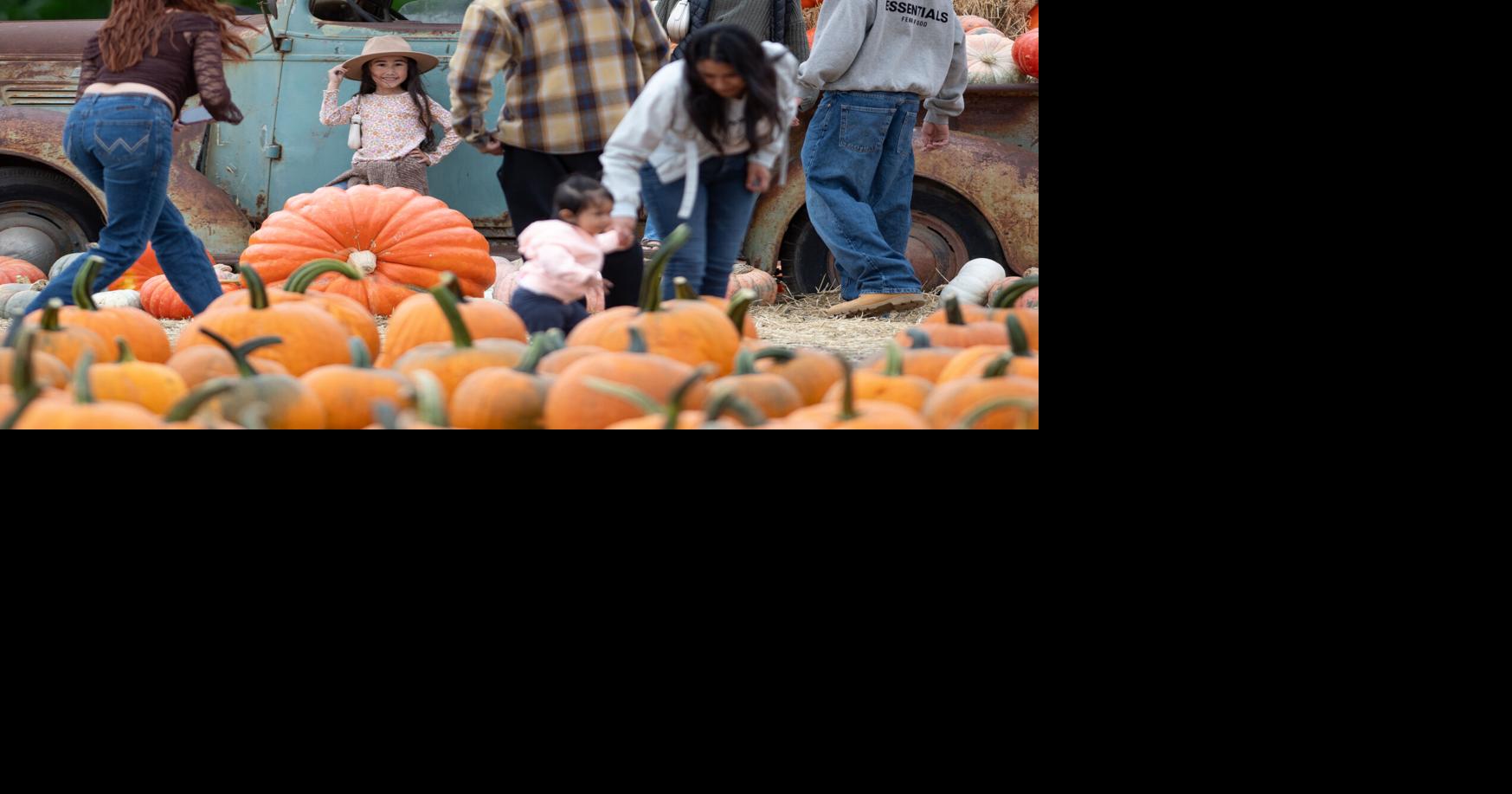 Solvang Farmers Pumpkin Patch opens up for seasonal fun | Photos ...