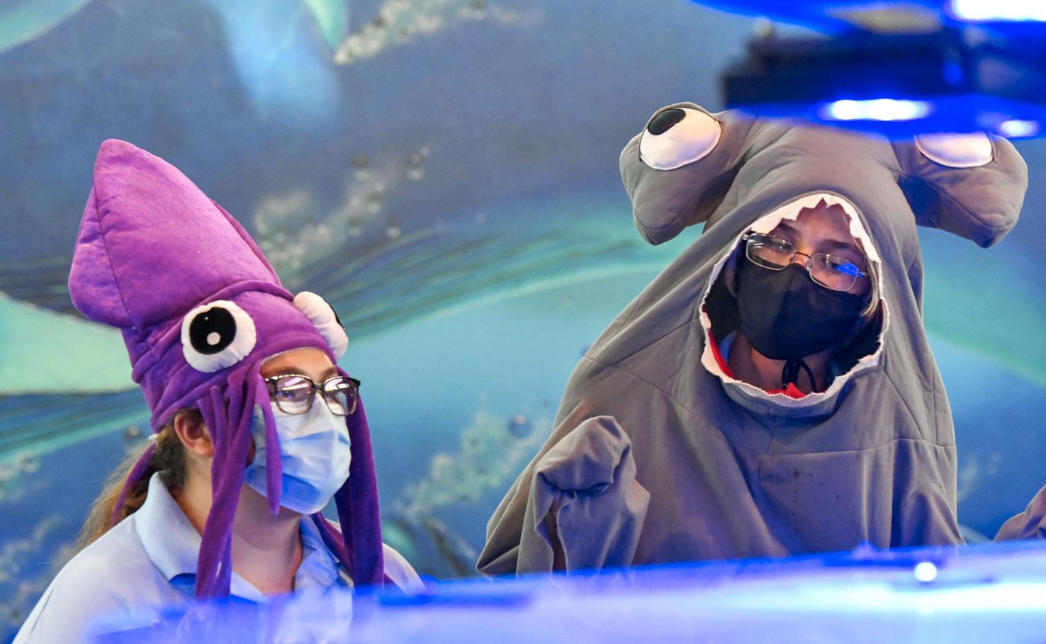 Cabrillo High School Aquarium to debut new 15-foot wave tank at April ...