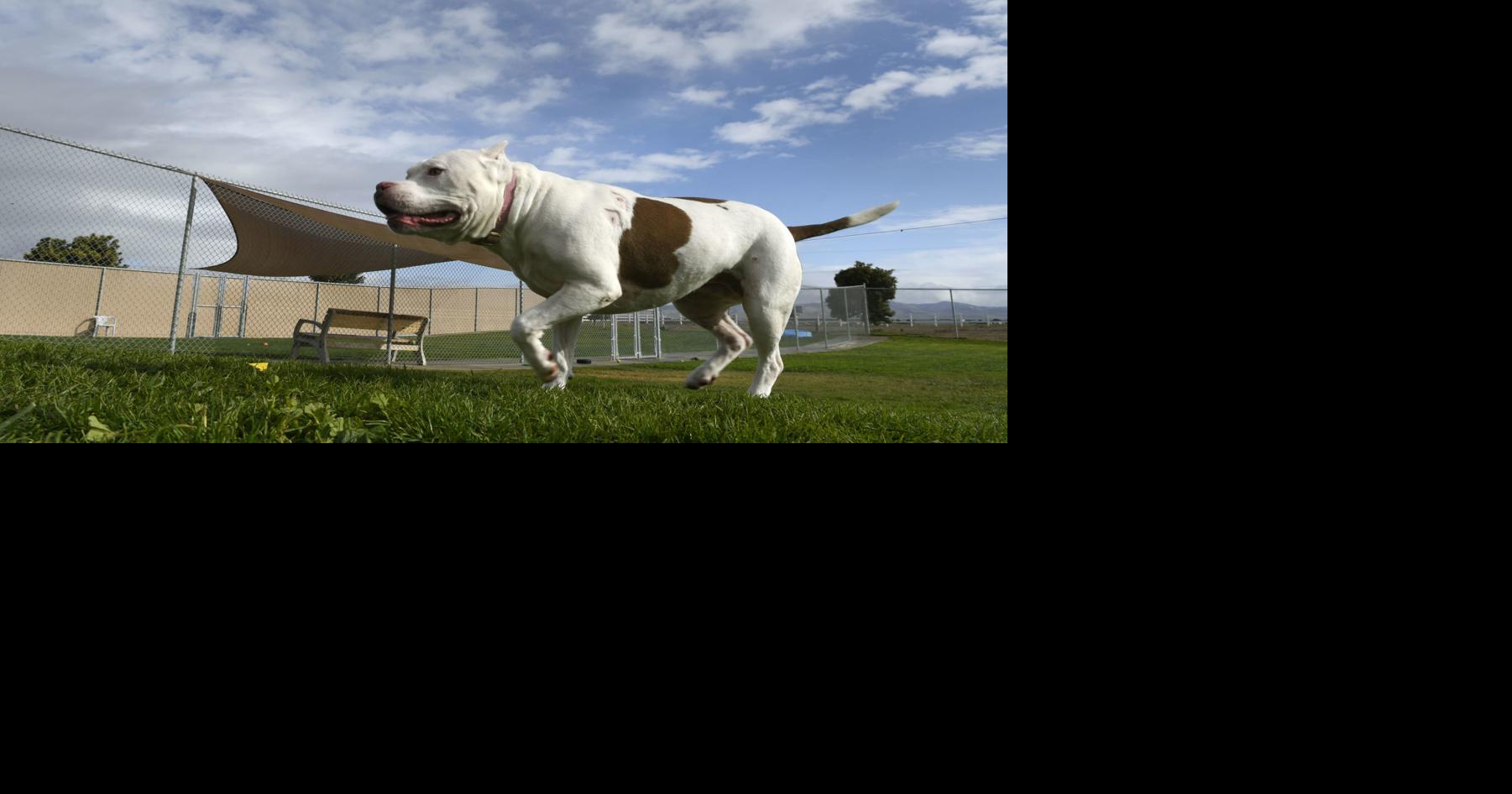 SB Humane to host open house Saturday including tours, 'Ask a Vet,' pet ...