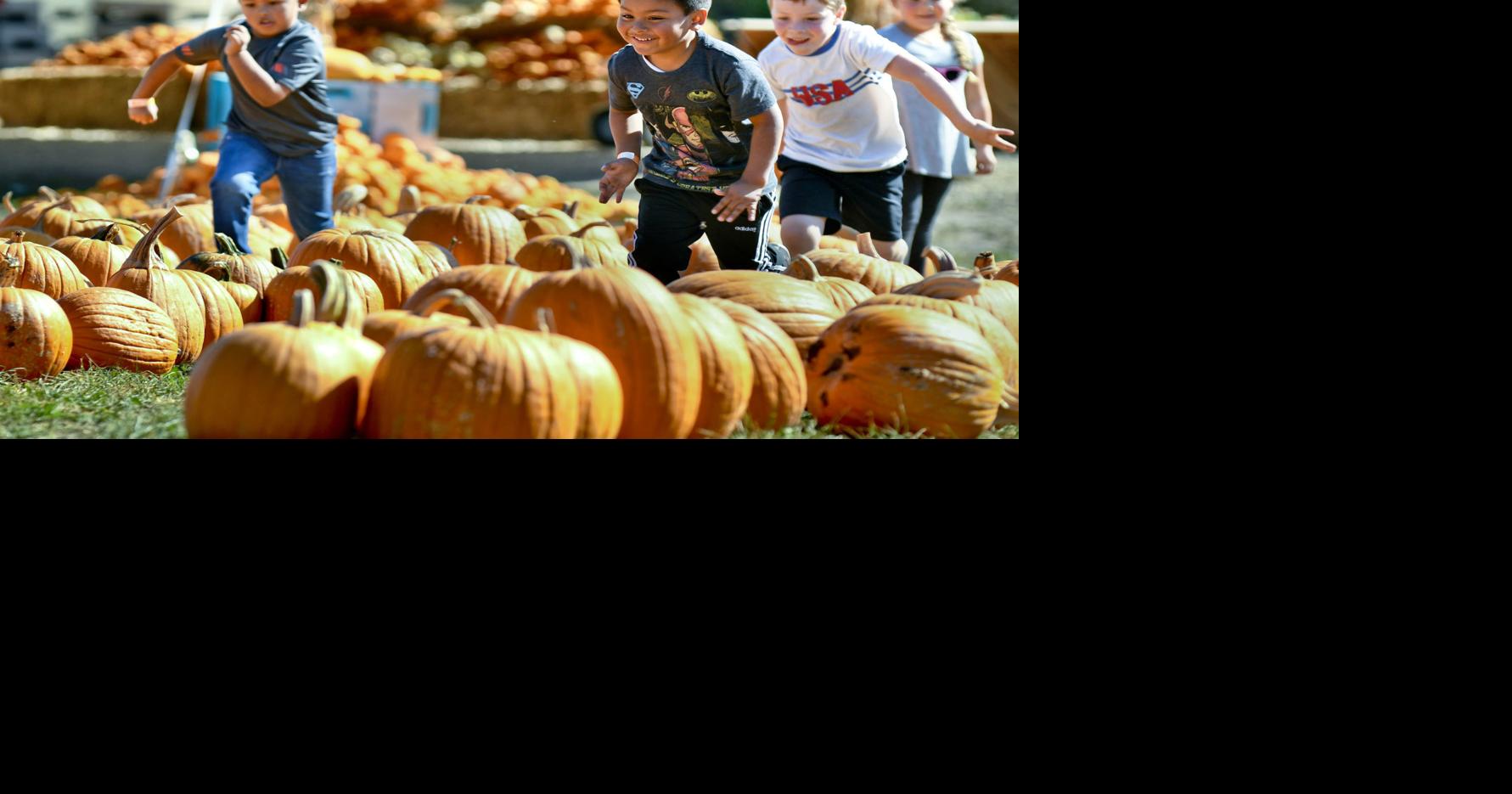 Preparations begin for third year of The Patch in Santa Maria | Local ...