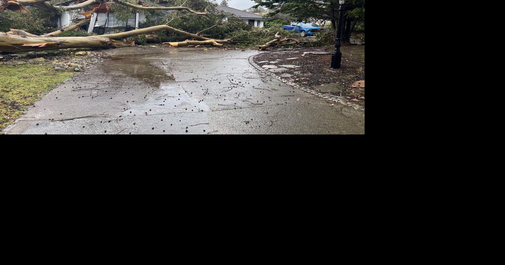 Large eucalyptus tree falls into Orcutt home | Local News ...