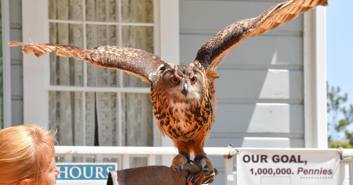 Nominations for 2024 Earth Day Conservation Award open | Local News ...