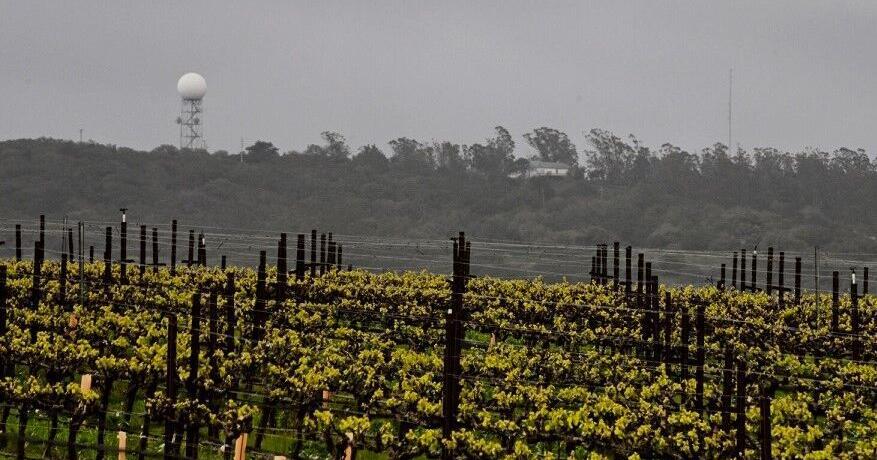 Rain, vineyard workers and border patrol | Kevin Merrill | Kevin ...