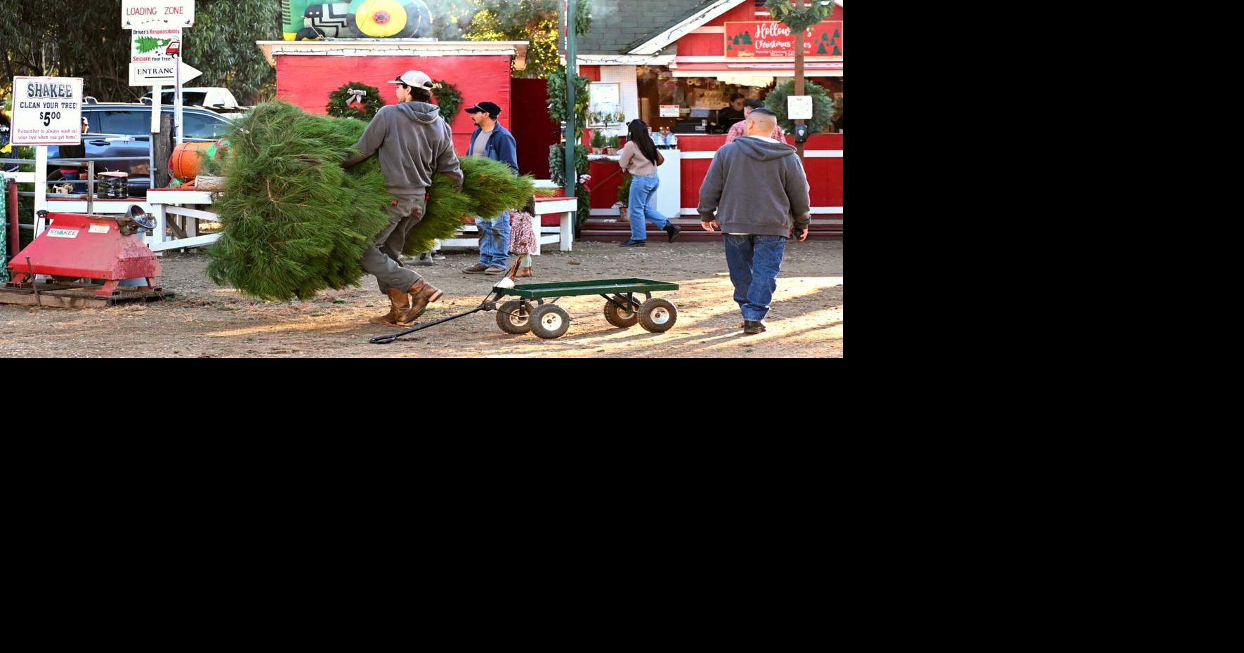 Holloway's Christmas Tree Farm in Nipomo offers family fun through the ...