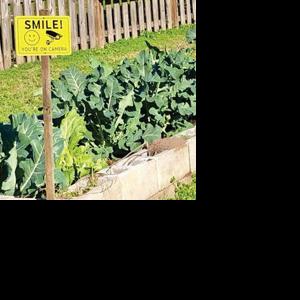 BSL Community Garden closes to the public, for now | News ...