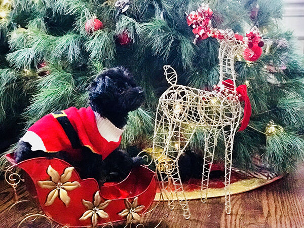 SEEN Pet of the Week: Pepe | Pet SEEN | seenthemagazine.com