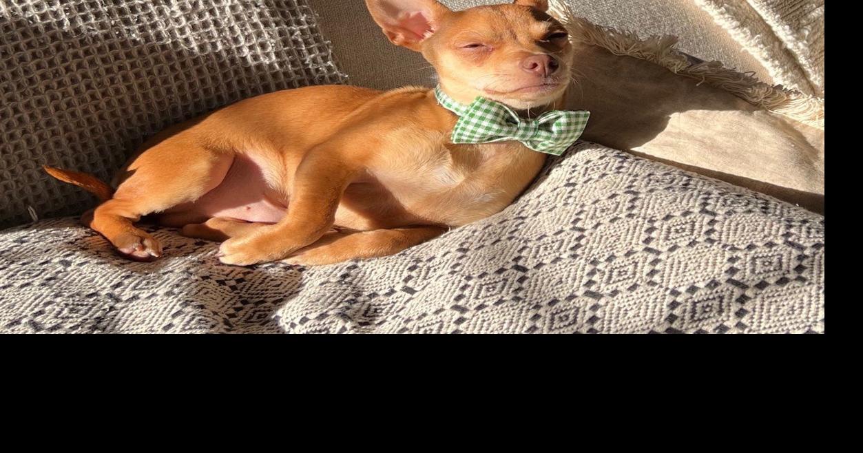 Pet SEEN: Cute Pets Featured in July | Pet SEEN | seenthemagazine.com