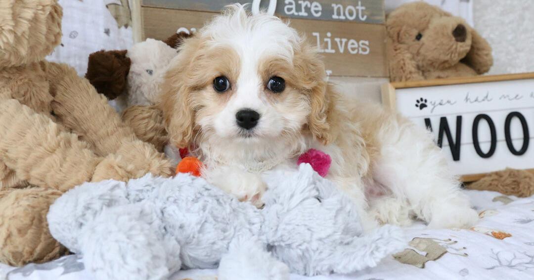 Pet SEEN: Cute Pets Featured in July 2020 | Pet SEEN | seenthemagazine.com