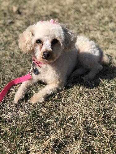 Pet SEEN: Cute Pets Featured in August | Pet SEEN | seenthemagazine.com