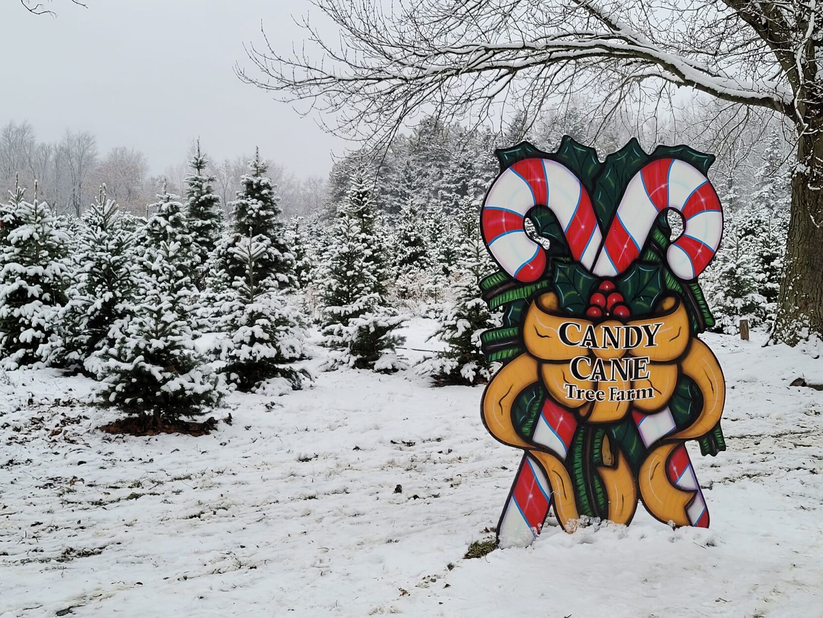 Christmas Tree Farms in Metro Detroit | Things to Do | seenthemagazine.com